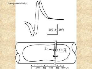 3. The MU Basics | PPT