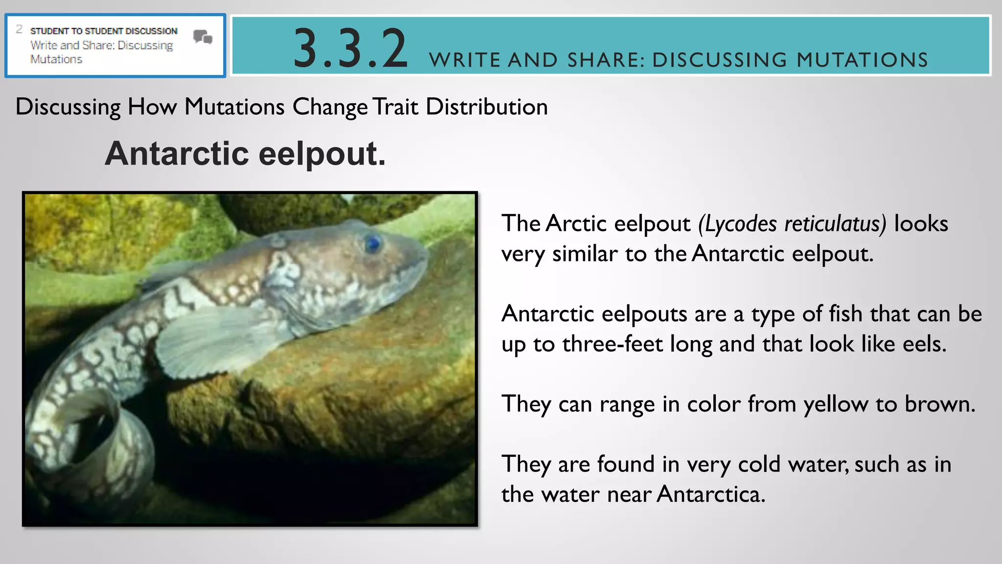 Wrapping Up The Newt Mystery | PDF