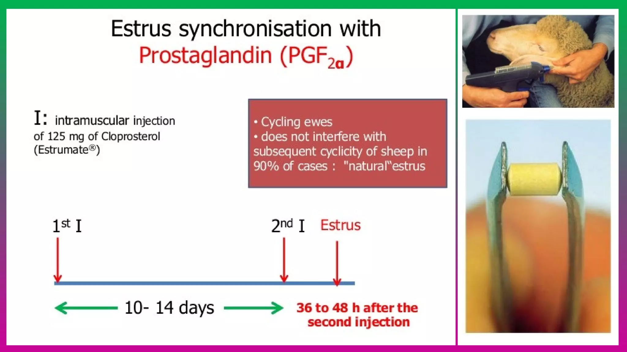 Presentation Protocols For Synchronization Of Estrus Ppt