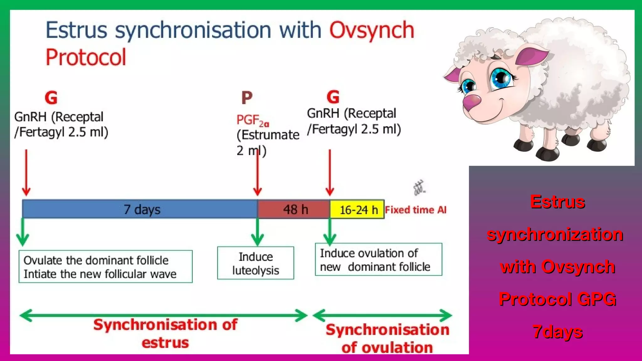 Presentation Protocols For Synchronization Of Estrus Ppt