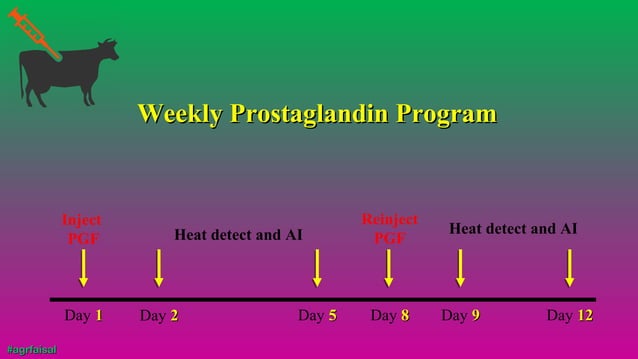 Presentation: Protocols for Synchronization of Estrus | PPT | Reproductive Health | Diseases and ...