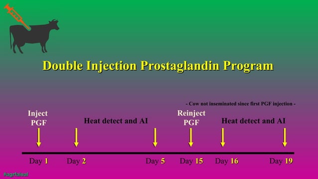 Presentation Protocols For Synchronization Of Estrus Ppt Reproductive Health Diseases And