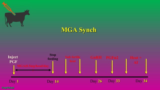 Presentation Protocols For Synchronization Of Estrus Ppt Reproductive Health Diseases And