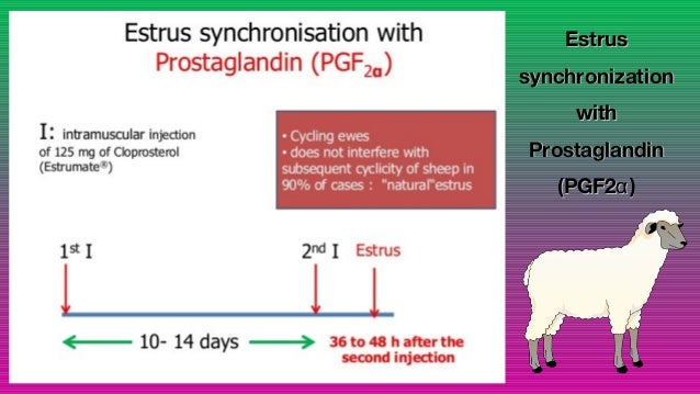 Presentation Protocols For Synchronization Of Estrus