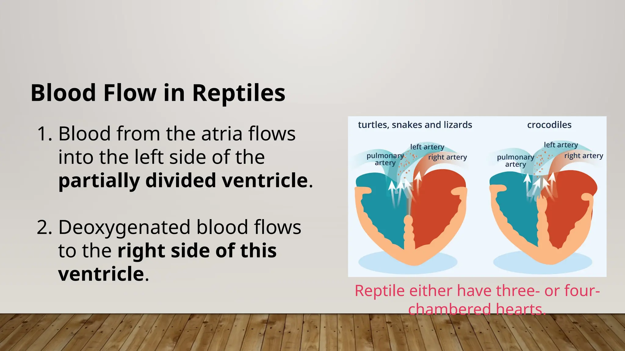 The Closed Circulatory System 3-18.pptx
