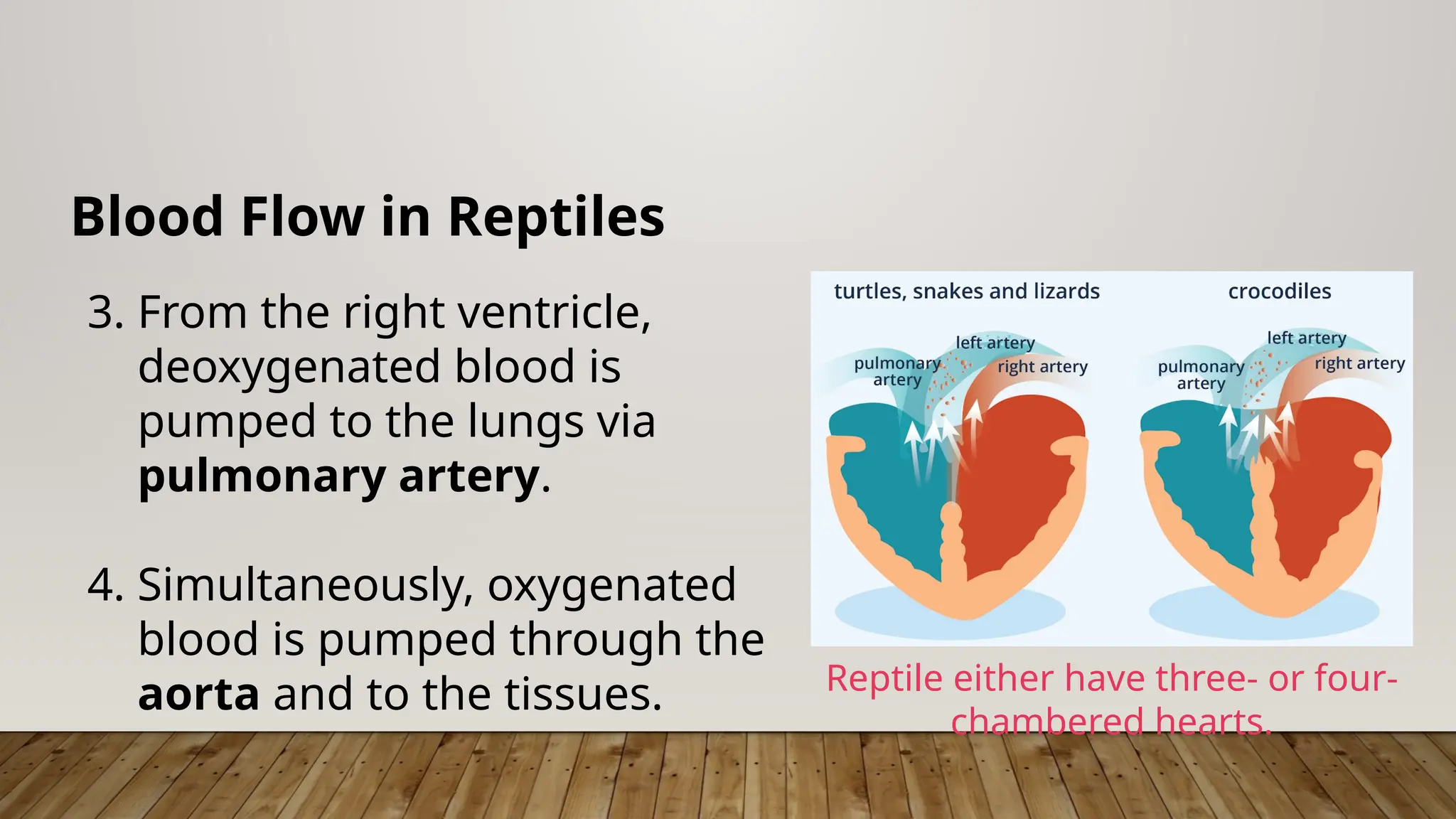 The Closed Circulatory System 3-18.pptx