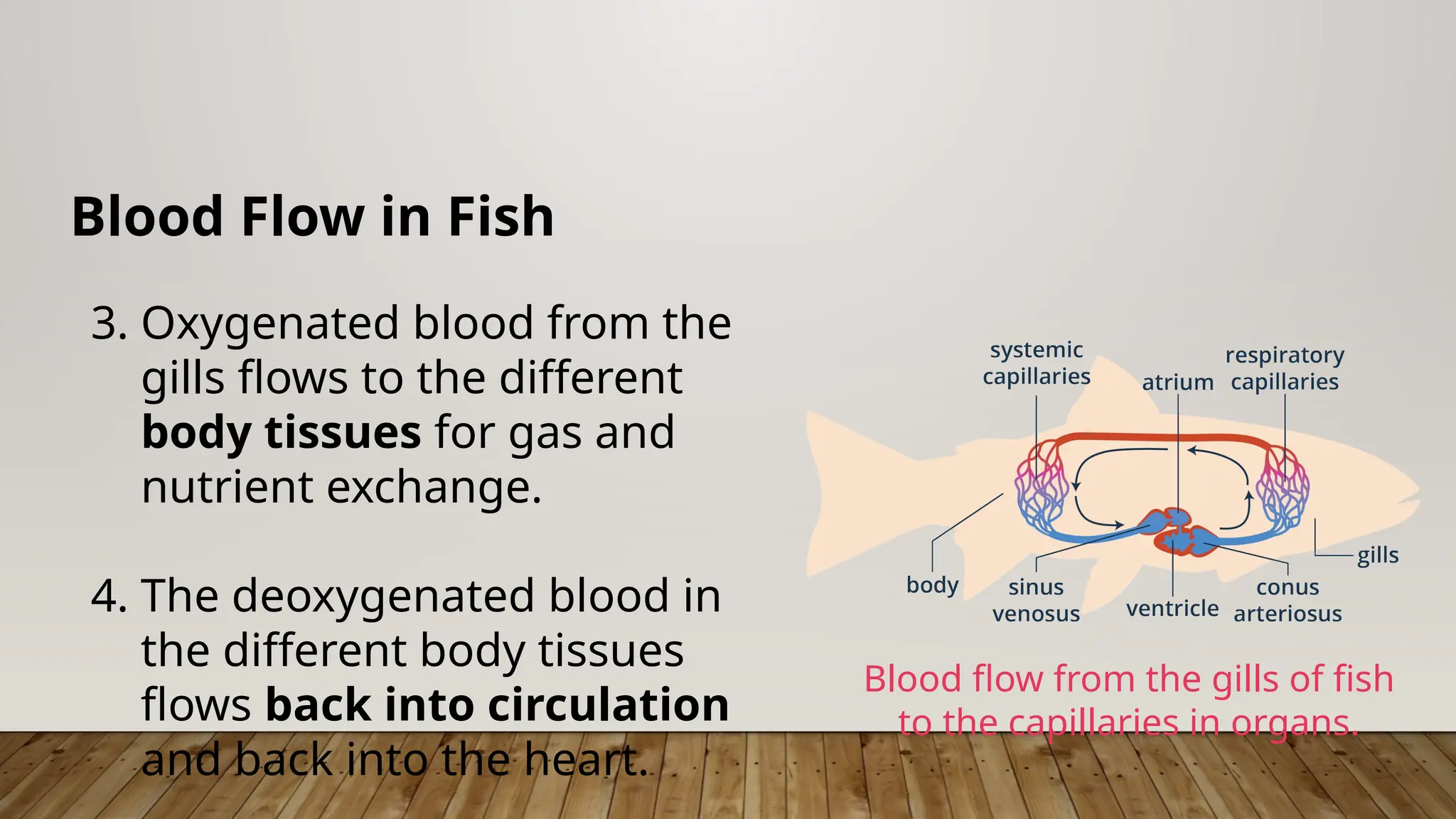 The Closed Circulatory System 3-18.pptx