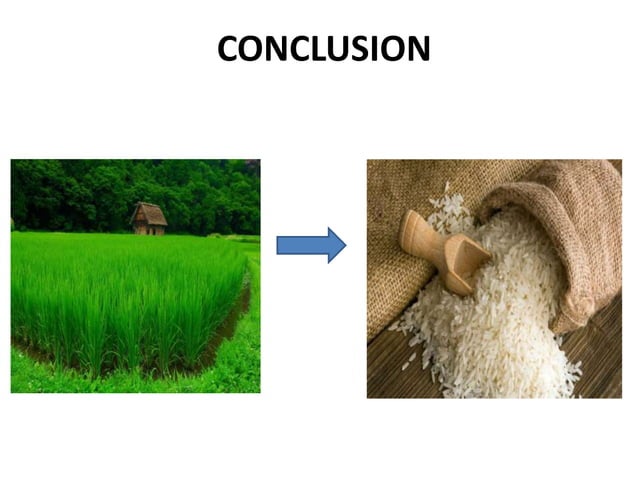 EFFICIENT RICE BASED CROPPING SYSTEM | PPT