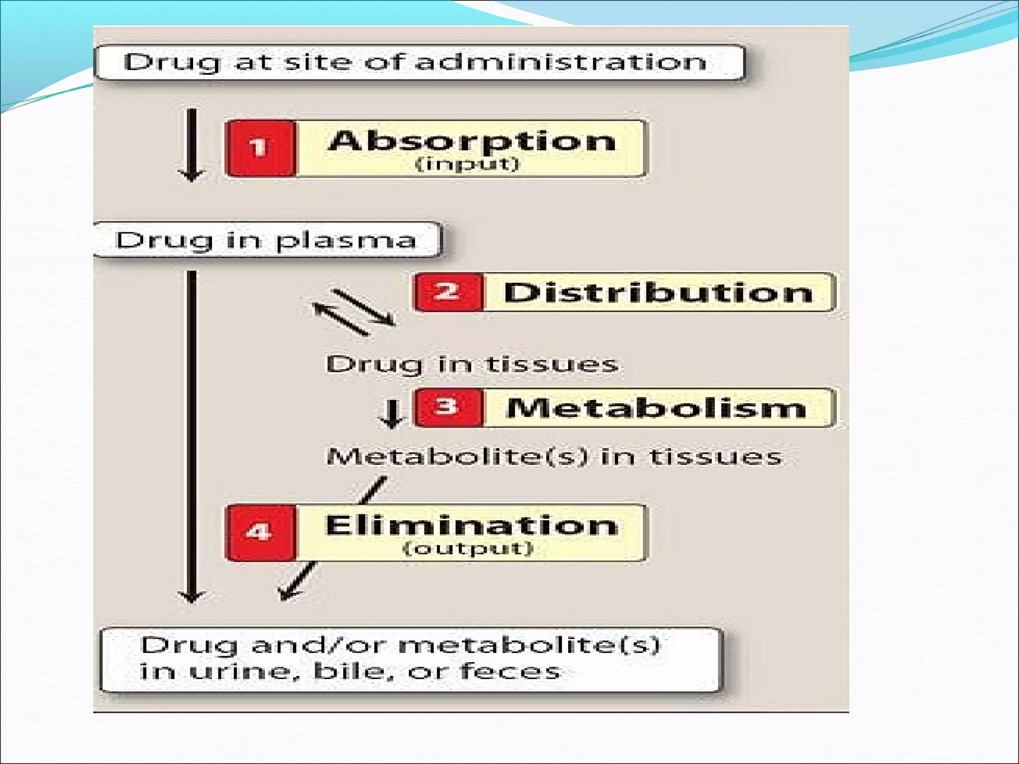 drug absorption lecture | PPT