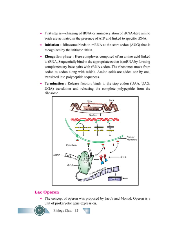 Genetics : Molecular basis of Inheritance | PDF