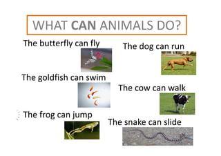 Animals actions | PDF | Reptiles | Pets