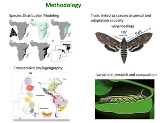 Global patterns of insect diiversity, distribution and evolutionary ...