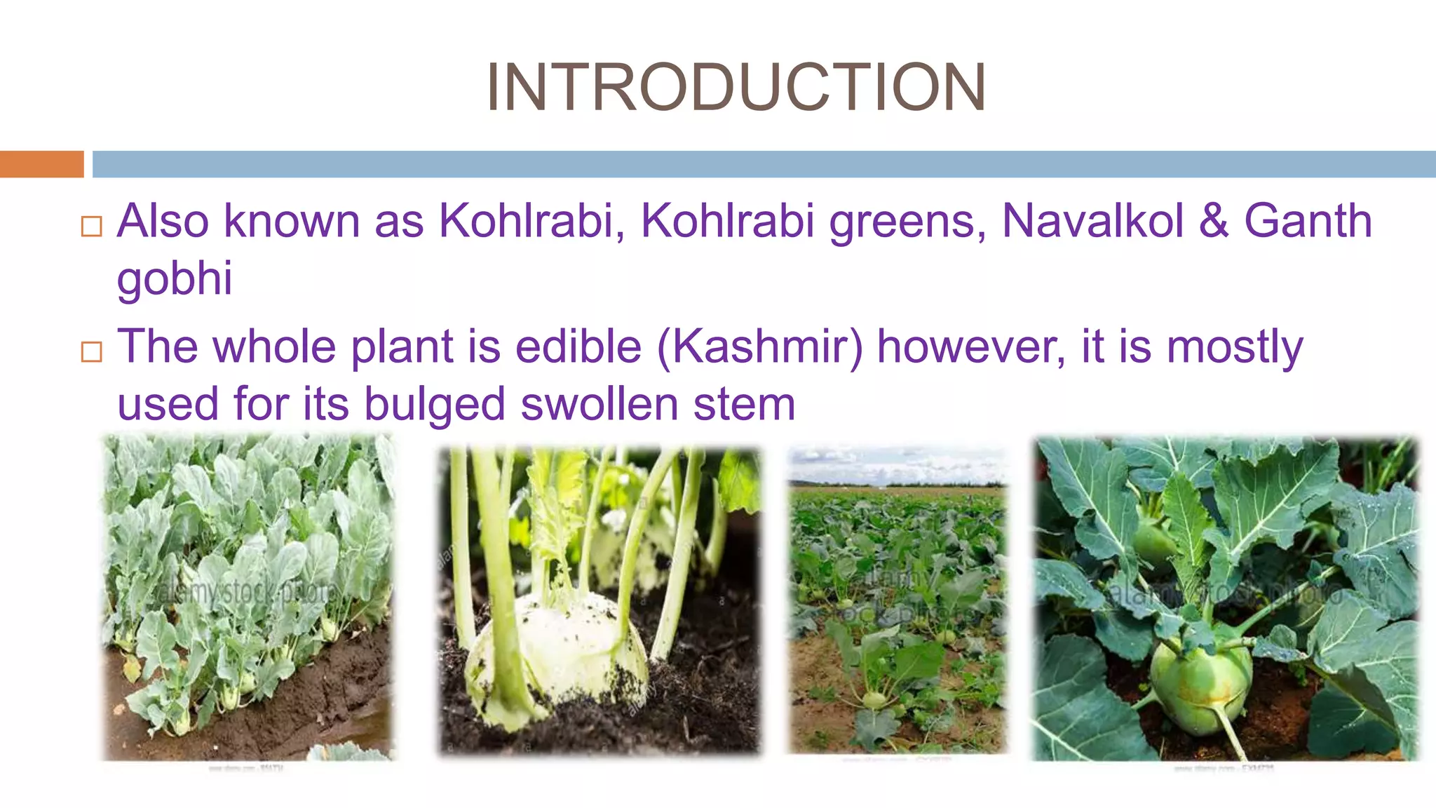 COMMERCIAL VARIETIES AND HYBRIDS IN KNOL KHOL | PPTX