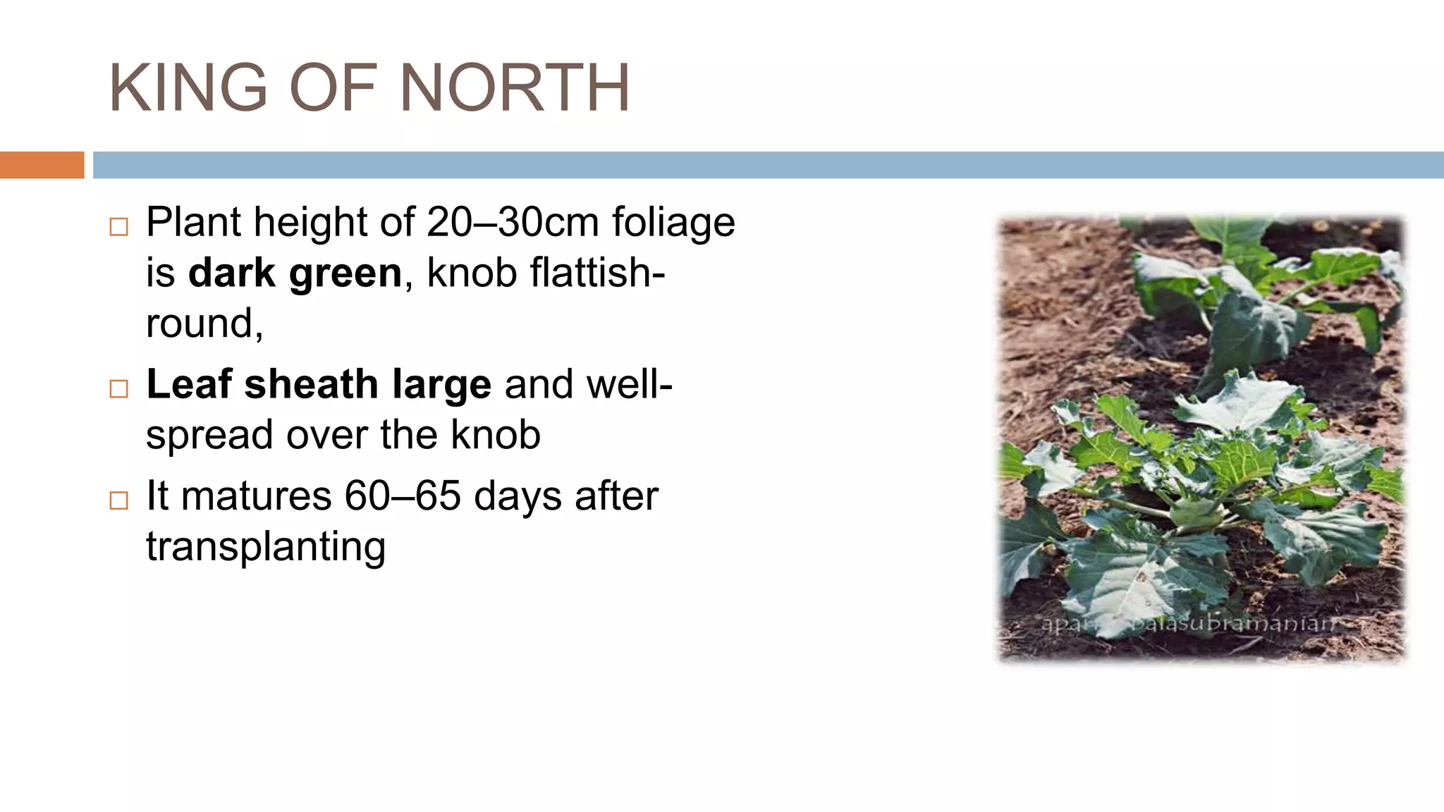 COMMERCIAL VARIETIES AND HYBRIDS IN KNOL KHOL | PPTX