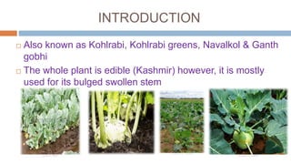 COMMERCIAL VARIETIES AND HYBRIDS IN KNOL KHOL | PPTX