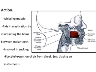 Muscles of facial expression | PPTX