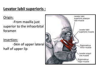 Muscles of facial expression | PPTX