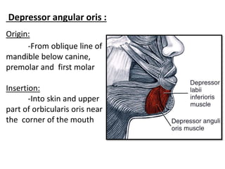 Muscles of facial expression | PPTX