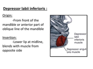 Muscles of facial expression | PPTX