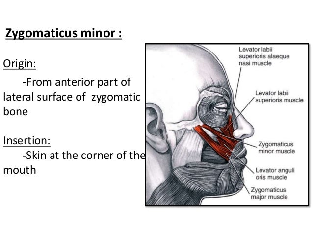Muscles of facial expression