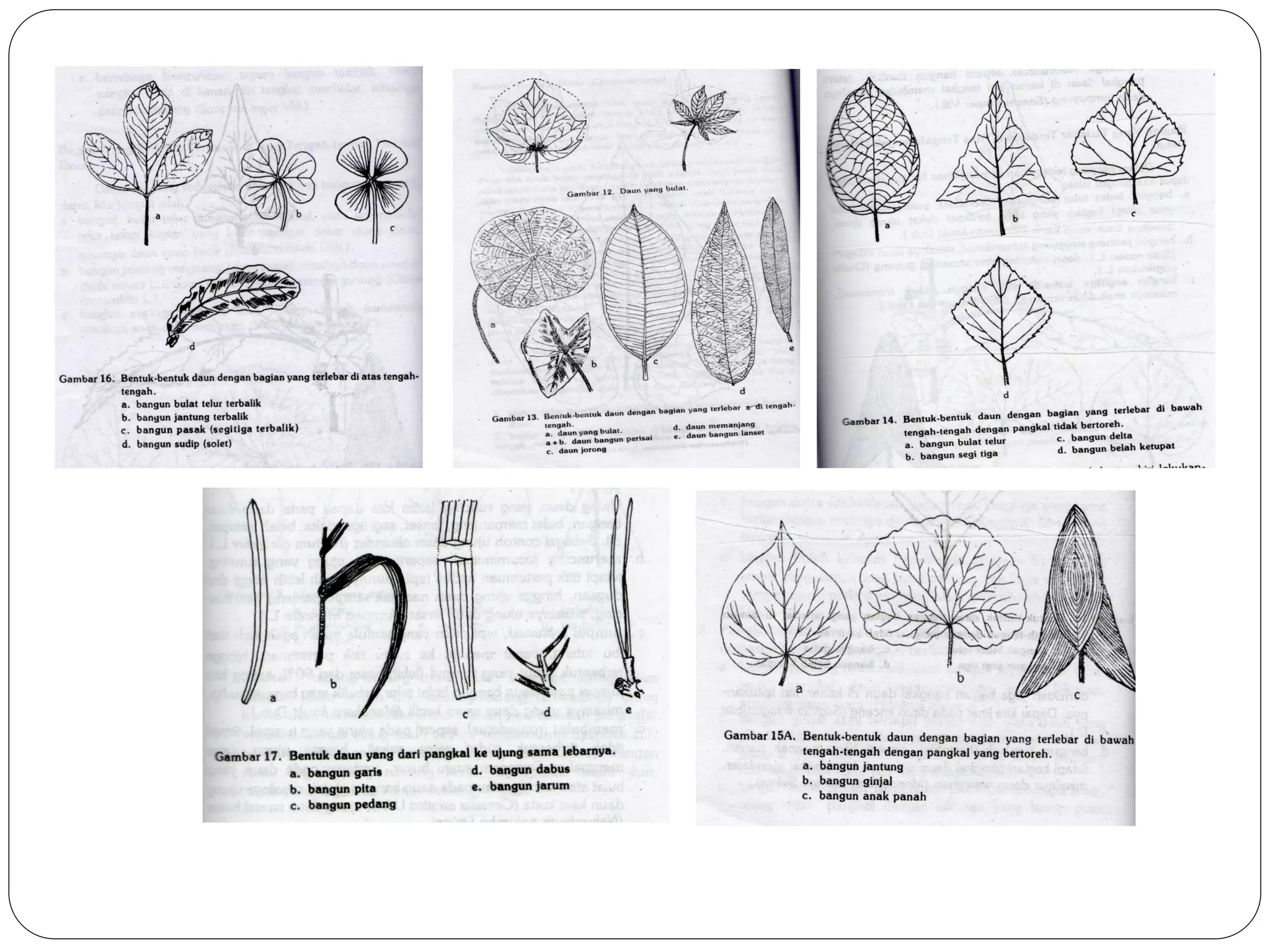 3. Morfologi Daun | PDF
