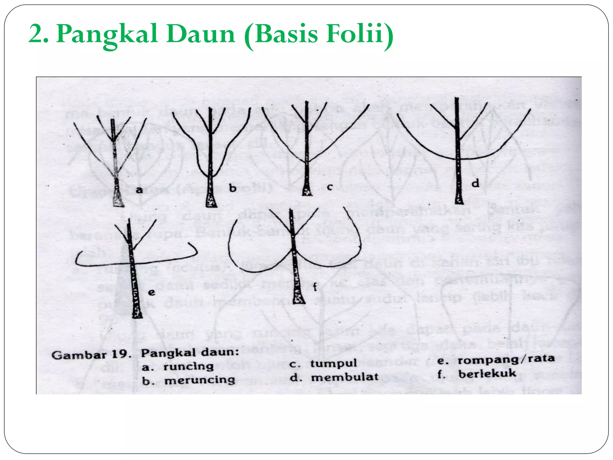 3. Morfologi Daun | PDF