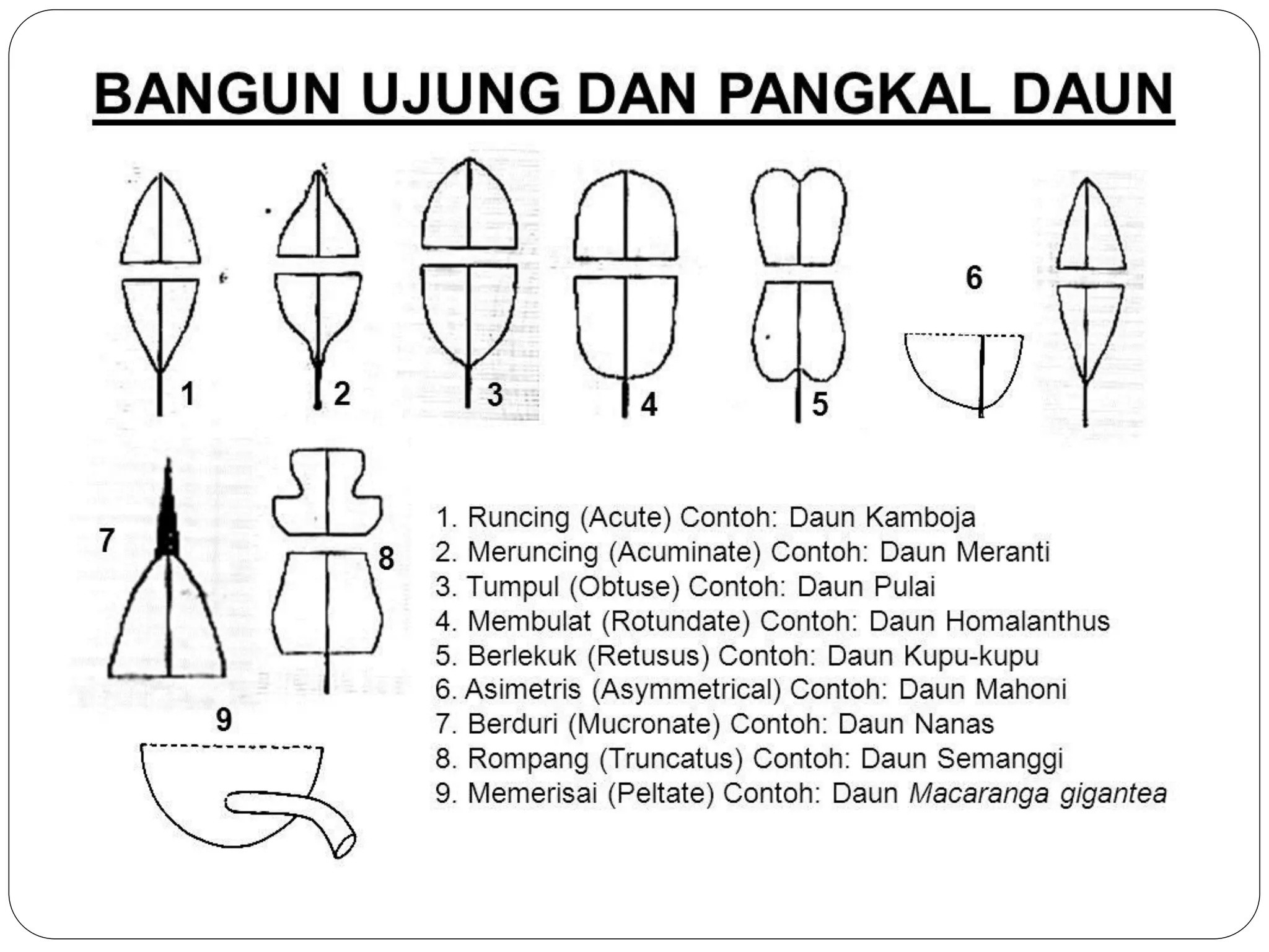 3. Morfologi Daun | PDF