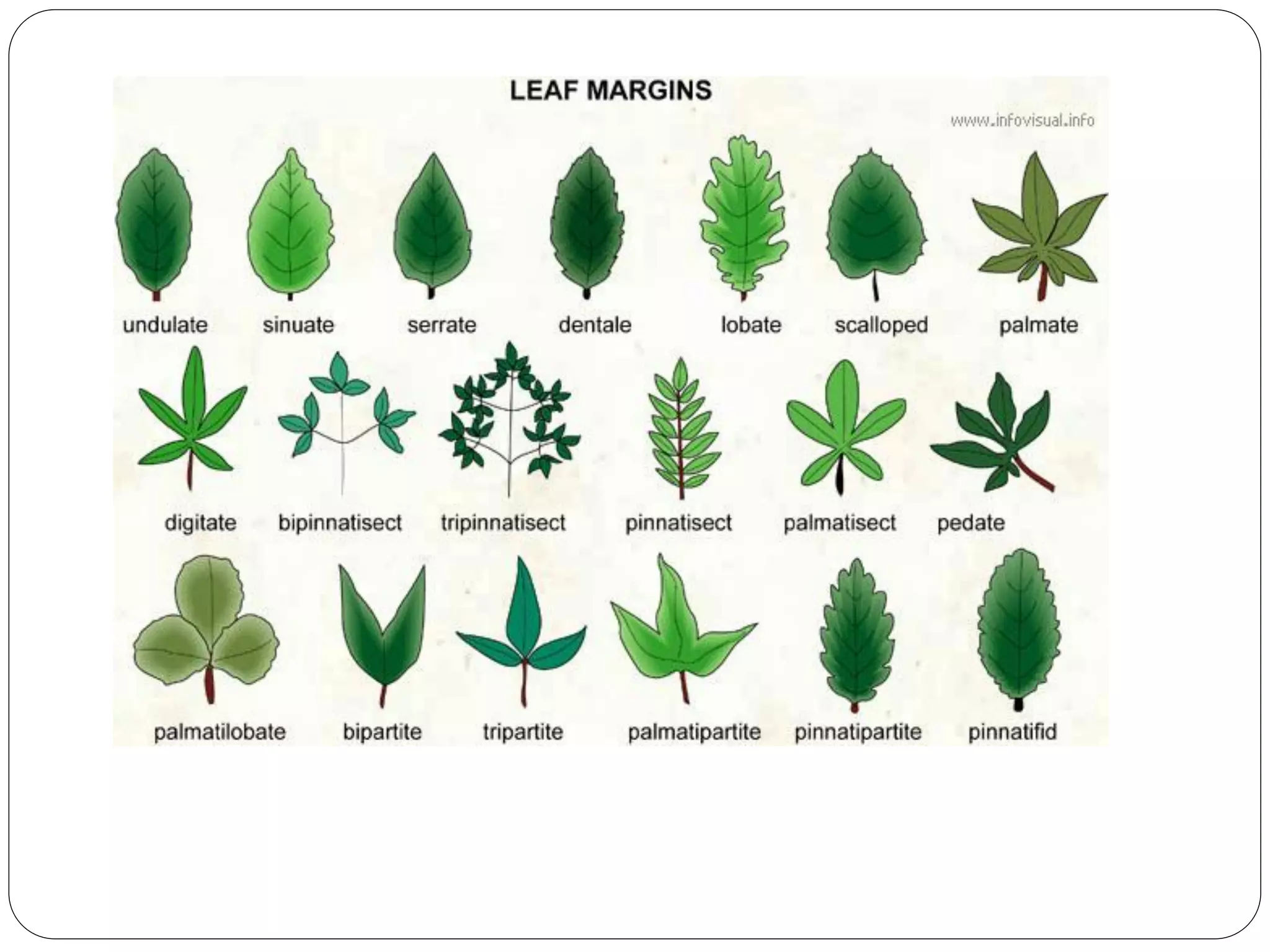 3. Morfologi Daun | PDF