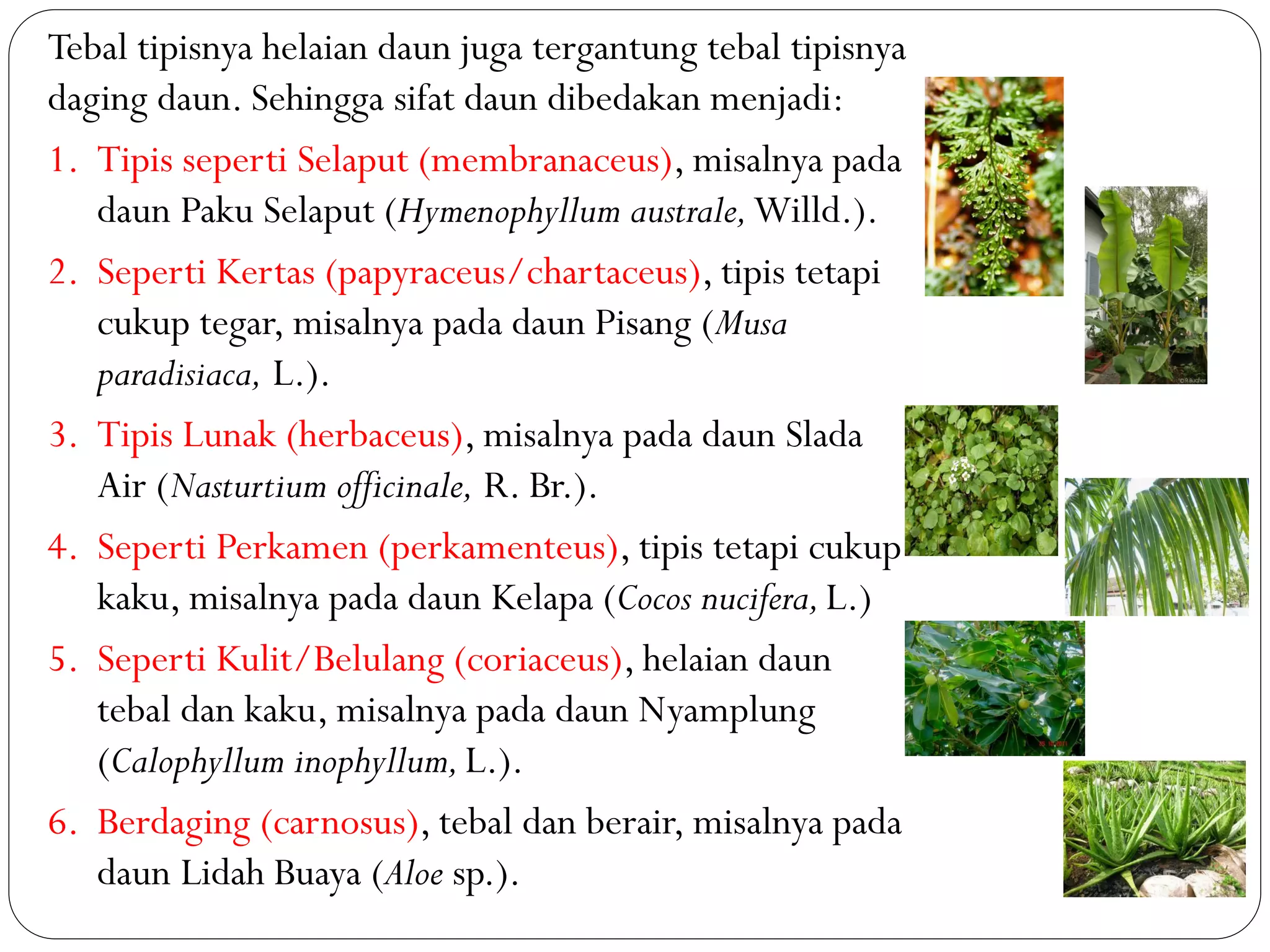 3. Morfologi Daun | PDF
