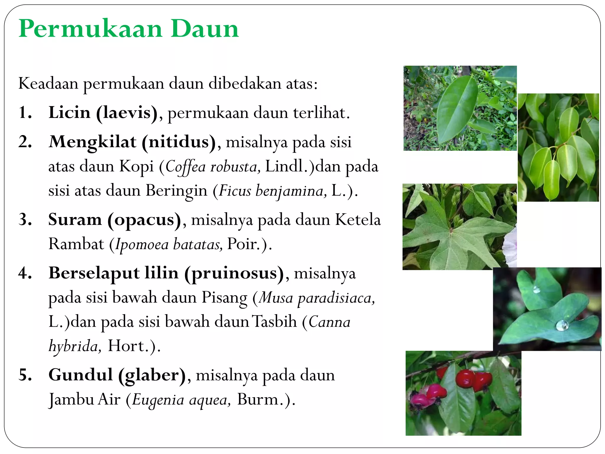 3. Morfologi Daun | PDF