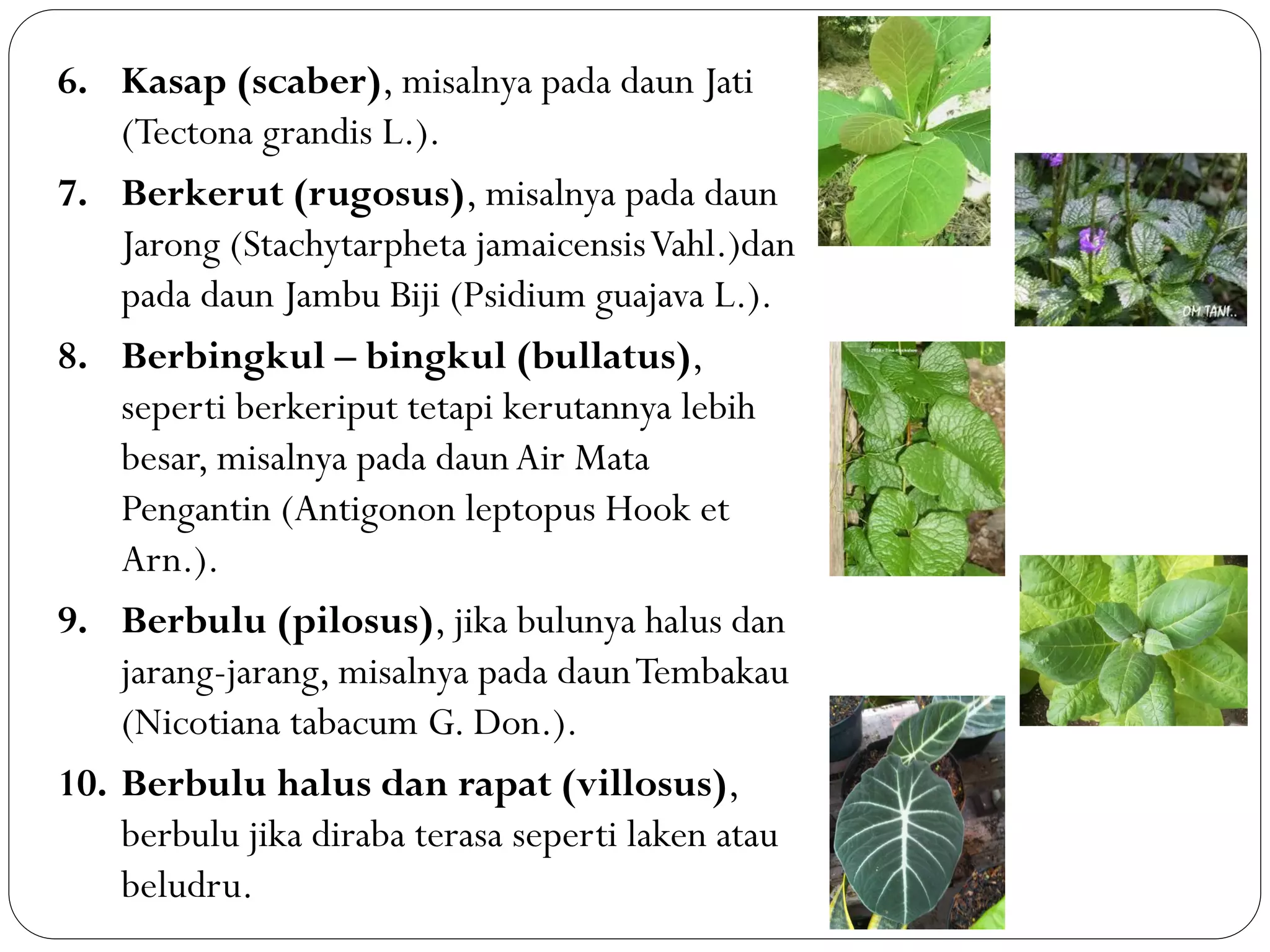 3. Morfologi Daun | PDF