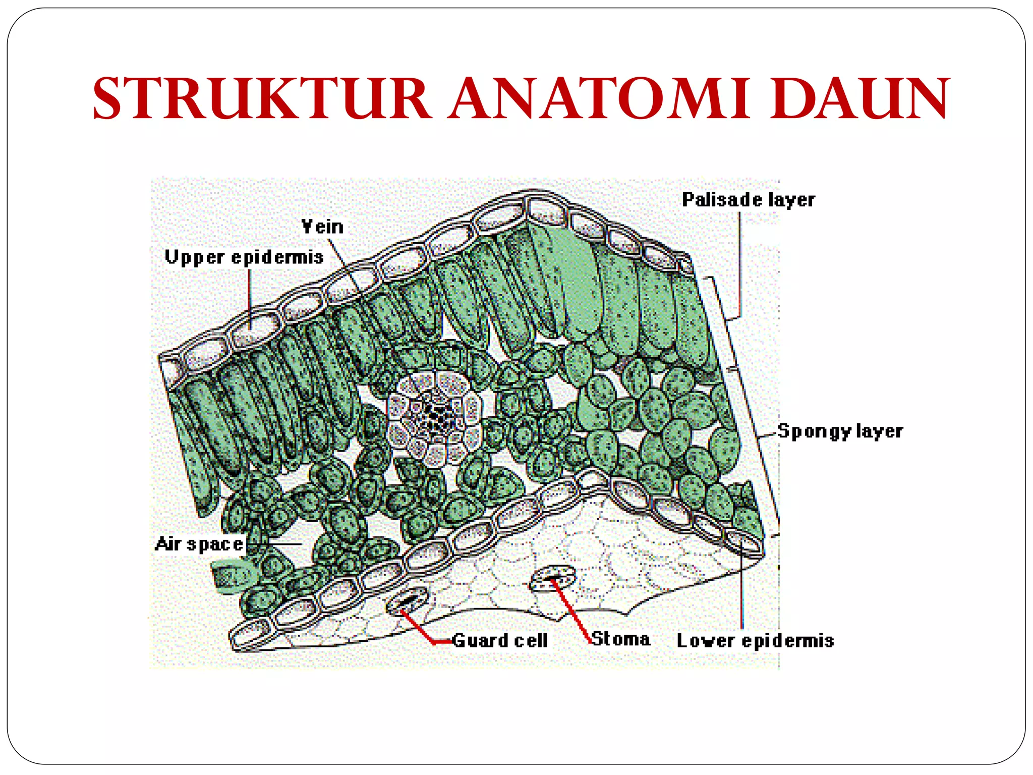 3. Morfologi Daun | PDF