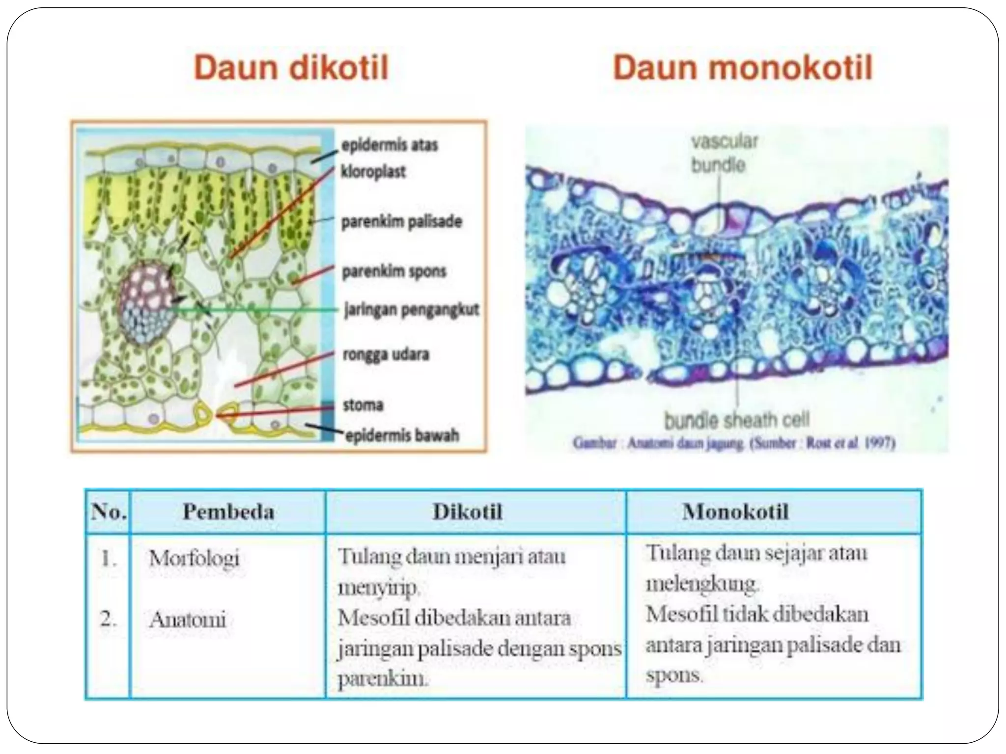 3. Morfologi Daun | PDF
