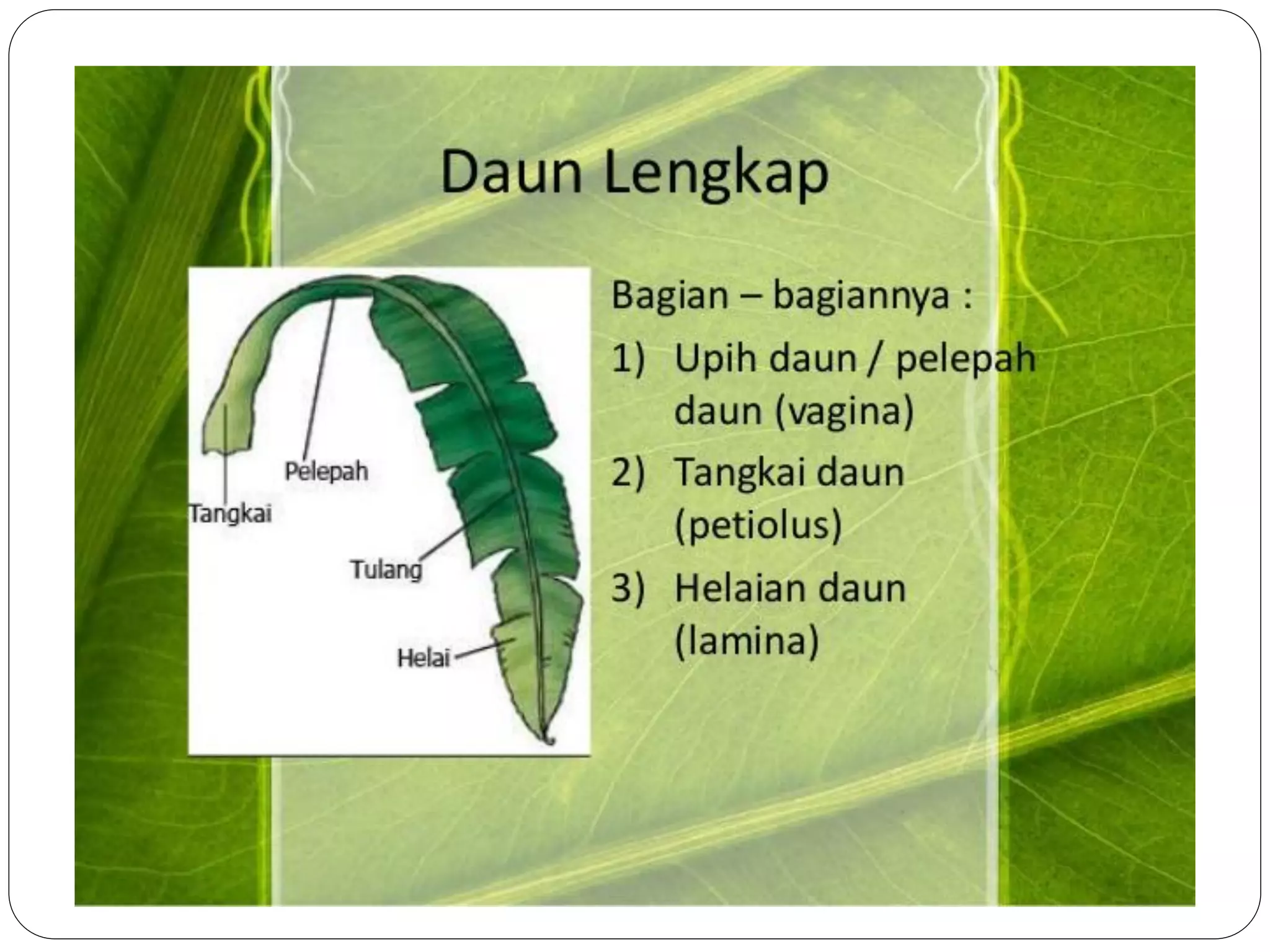 3. Morfologi Daun | PDF