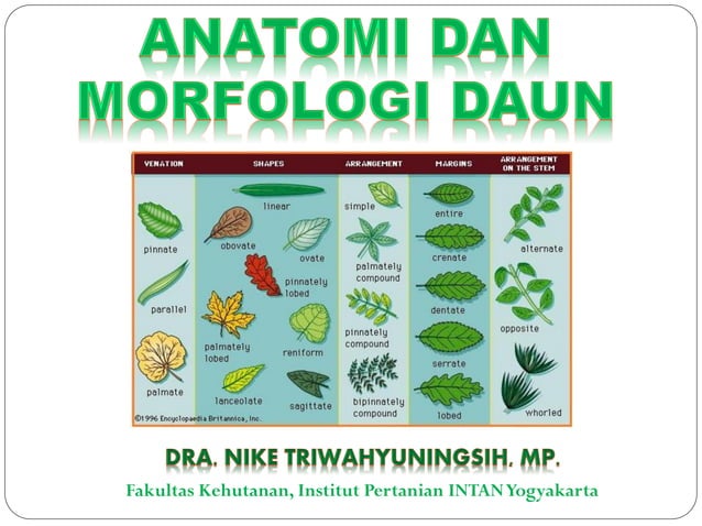3. Morfologi Daun | PDF