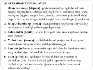 3. Morfologi Daun | PDF