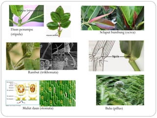 3. Morfologi Daun | PDF