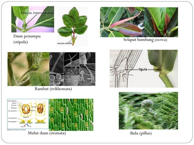 3. Morfologi Daun | PDF