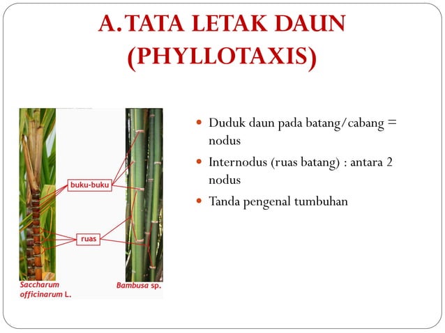 3. Morfologi Daun | PDF