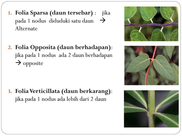 3. Morfologi Daun | PDF