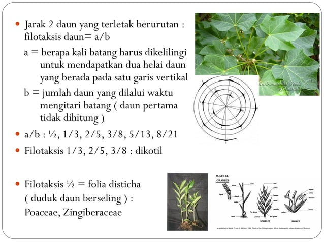 3. Morfologi Daun | PDF