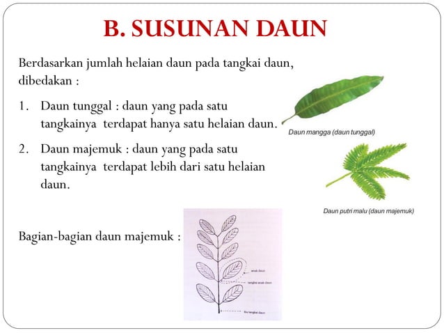 3. Morfologi Daun | PDF