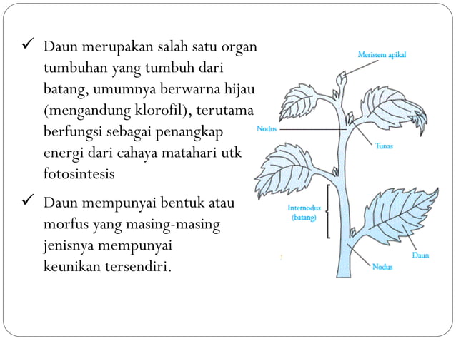 3. Morfologi Daun | PDF