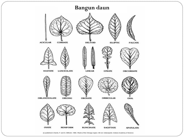 3. Morfologi Daun | PDF