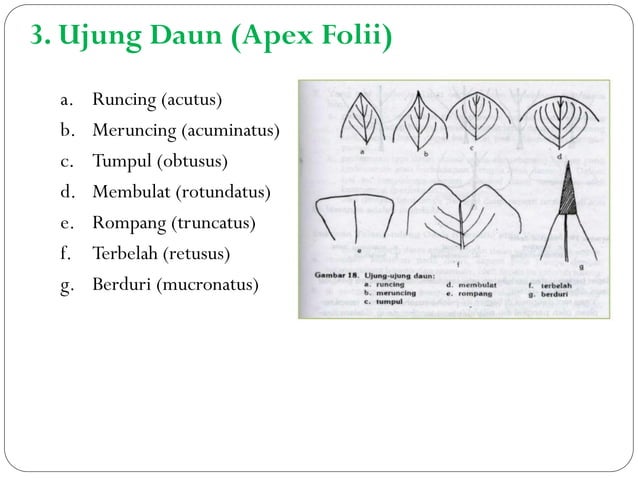 3. Morfologi Daun | PDF