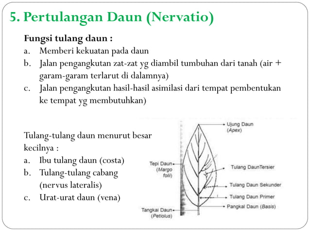 3. Morfologi Daun | PDF