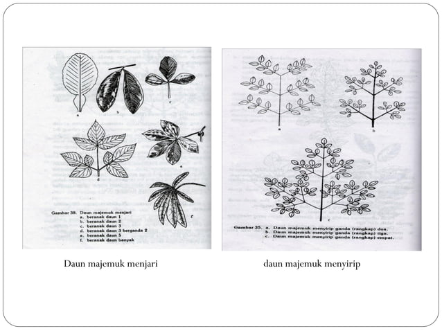 3. Morfologi Daun | PDF