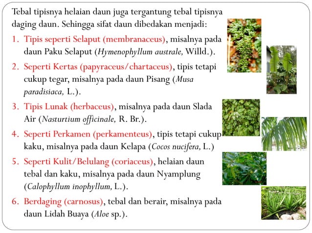 3. Morfologi Daun | PDF