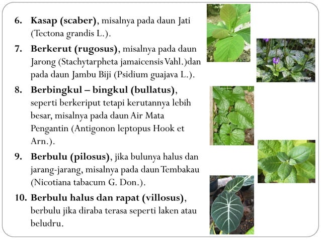 3. Morfologi Daun | PDF