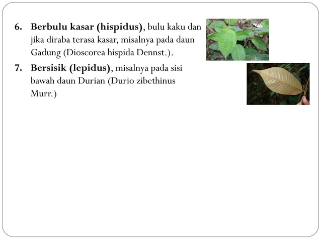 3. Morfologi Daun | PDF